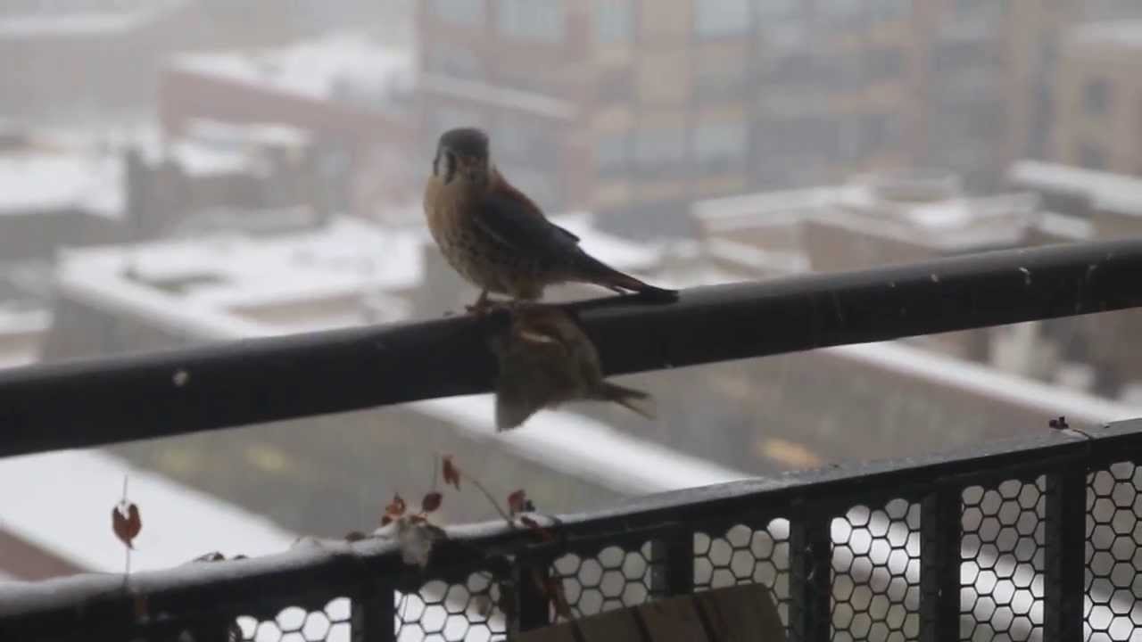 Kestrel attacks little bird - YouTube