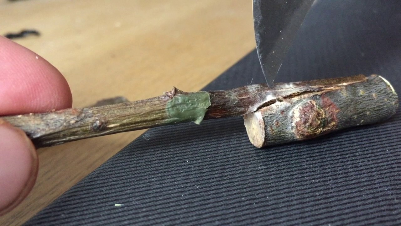 Failed apple tree graft - Post Mortem - YouTube