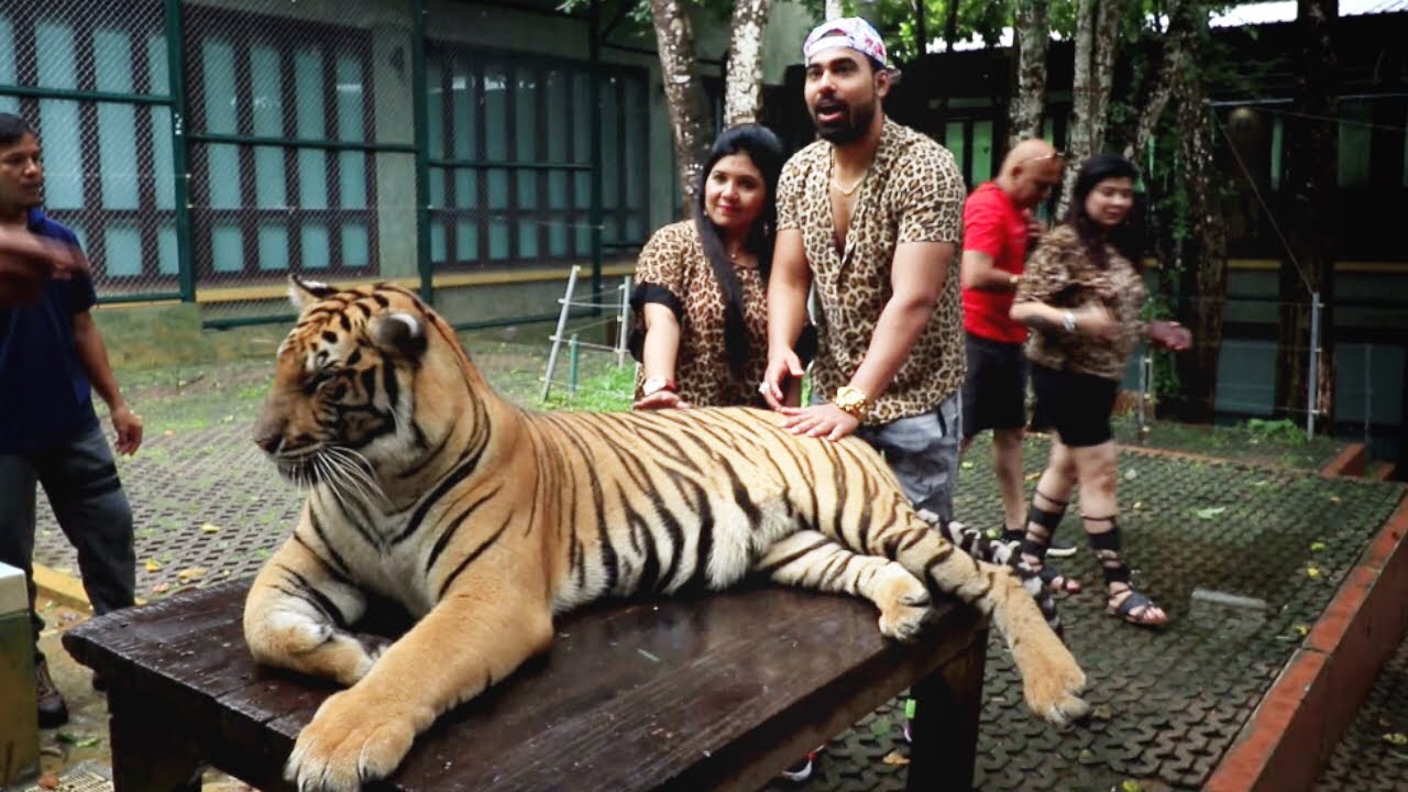 Playing With Real Tigers 😱- Thailand Trip[EP-1] - YouTube Music