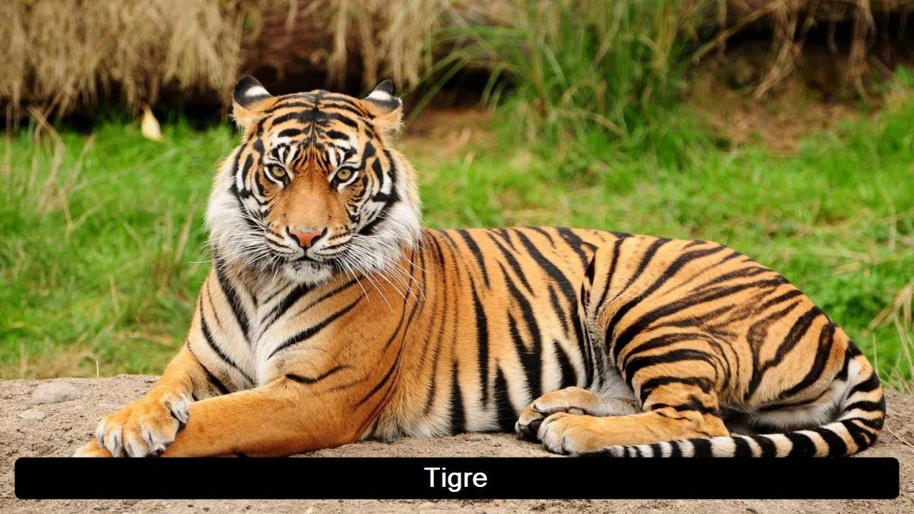 Diaporama d'animaux sauvages - YouTube