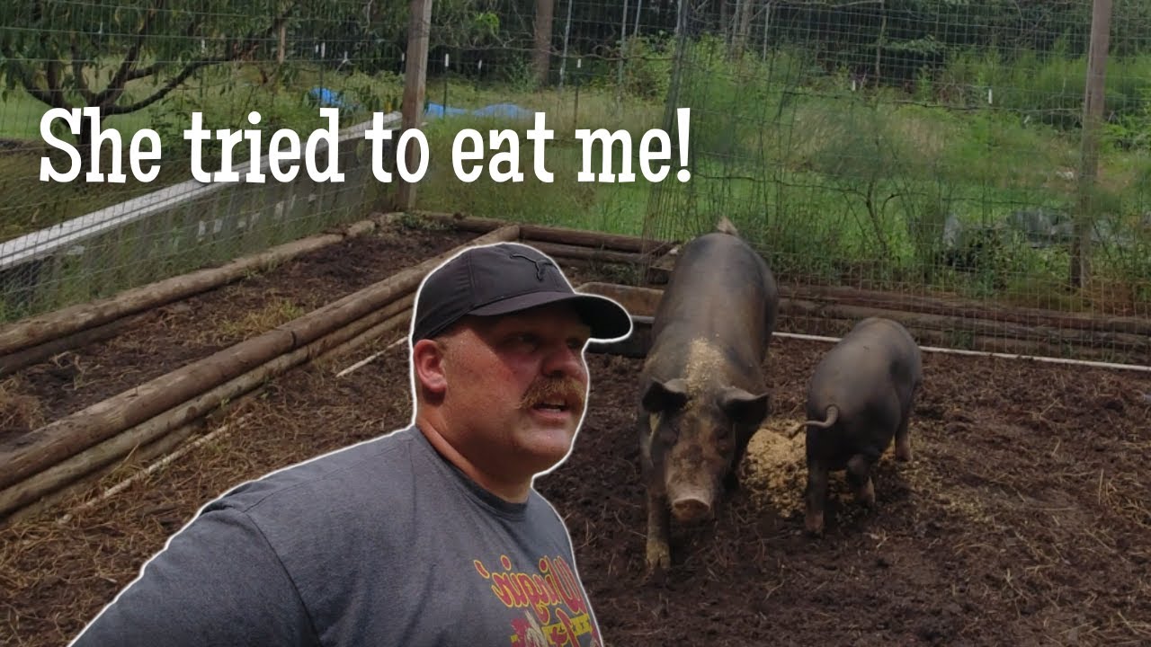 Pig attacks farmer - YouTube