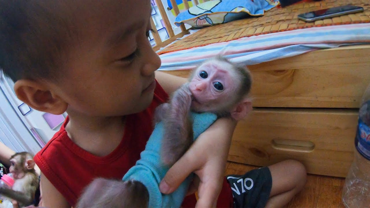 Friendship Between Baby and Monkey Newborn Cutest You Have Ever Seen ...