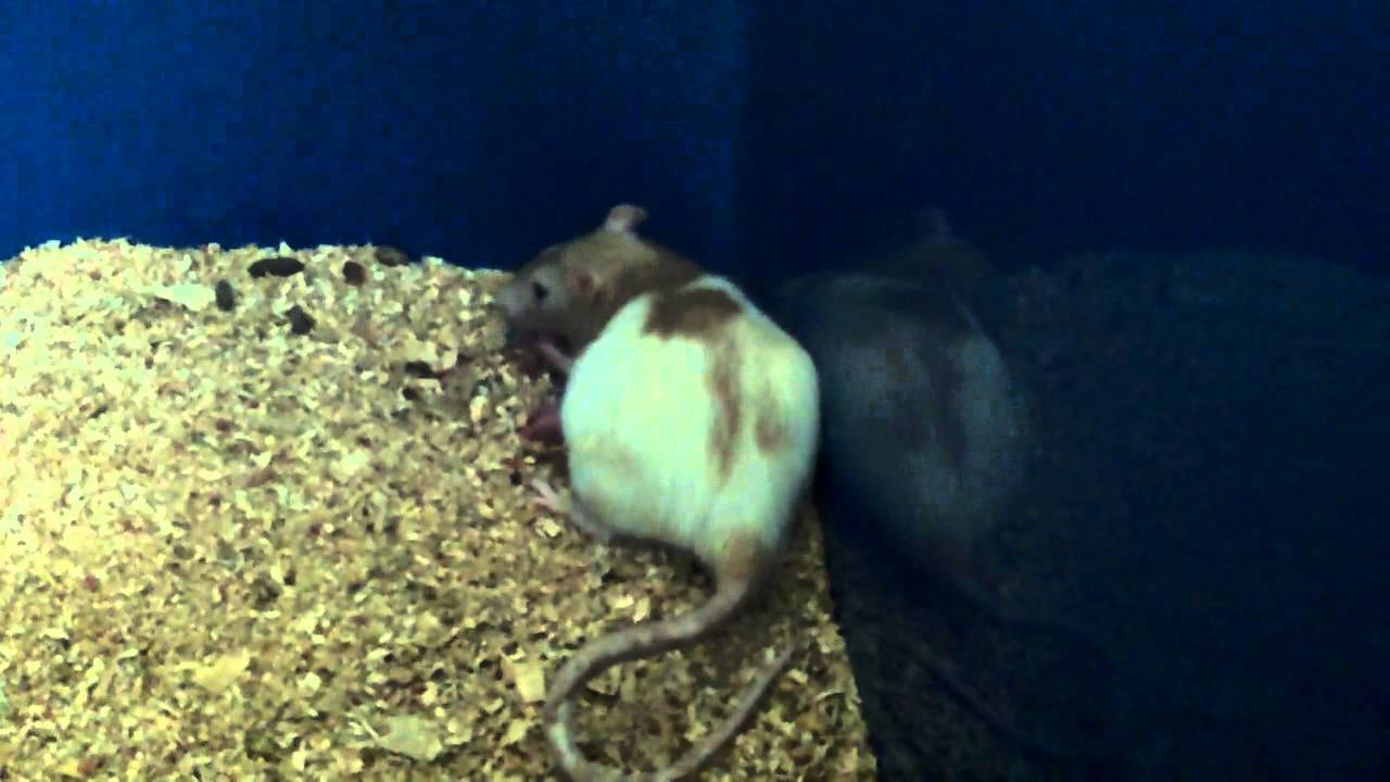 Femelle rate donne naissance bebes rats en direct.HD 720p - YouTube