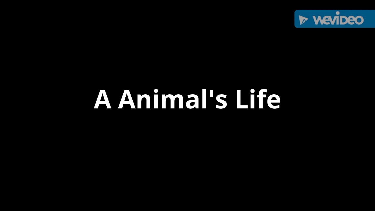 A Animal's Life cast video - YouTube