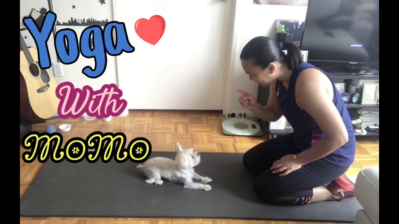 Cutest Yorkie Yoga by Momo - YouTube