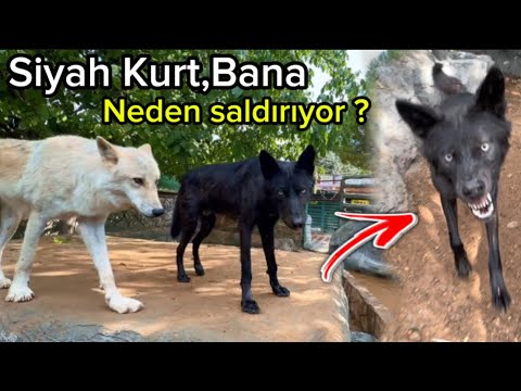 Dev Siyah Alfa Kurt Bana Neden Saldırıyor ? Duygu Durumunun Önemi ?