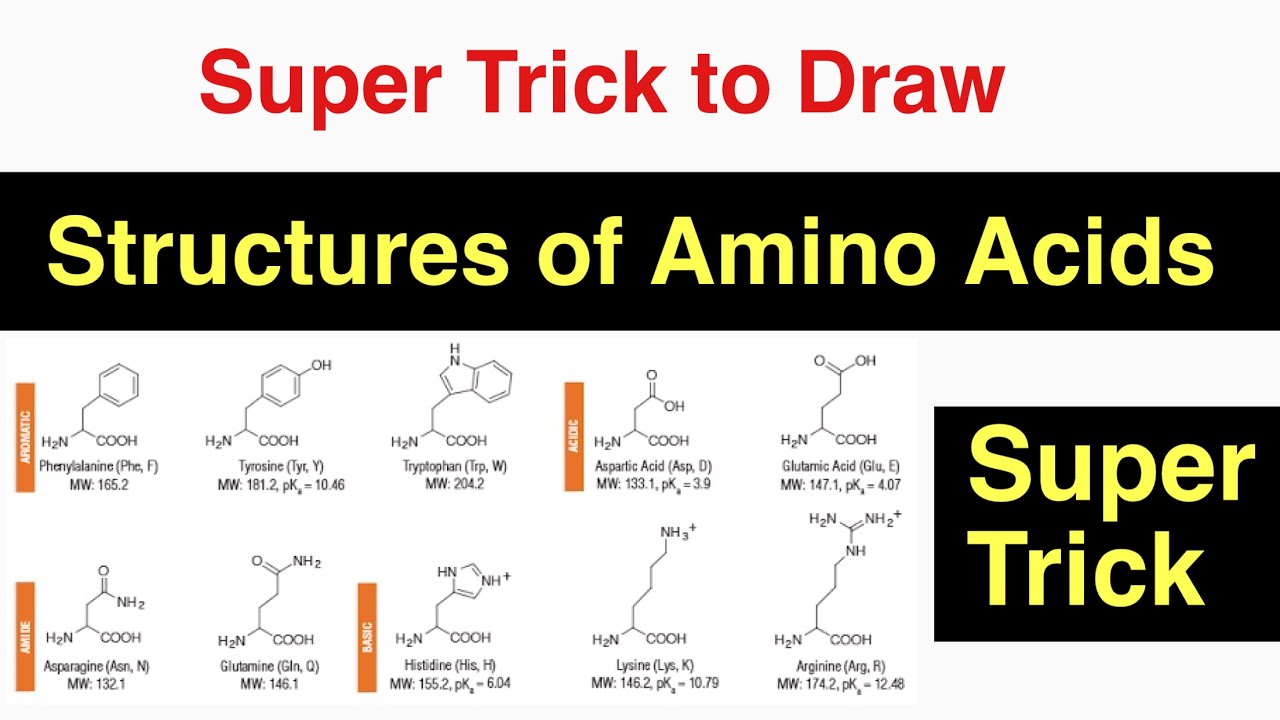 How to Draw Structures of Amino Acids - YouTube