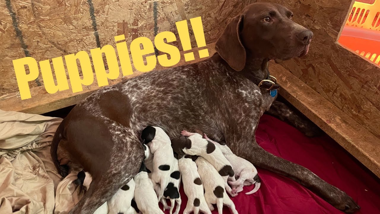 Live Puppy Birth & Dog Laboring Process - German Shorthaired Pointer ...