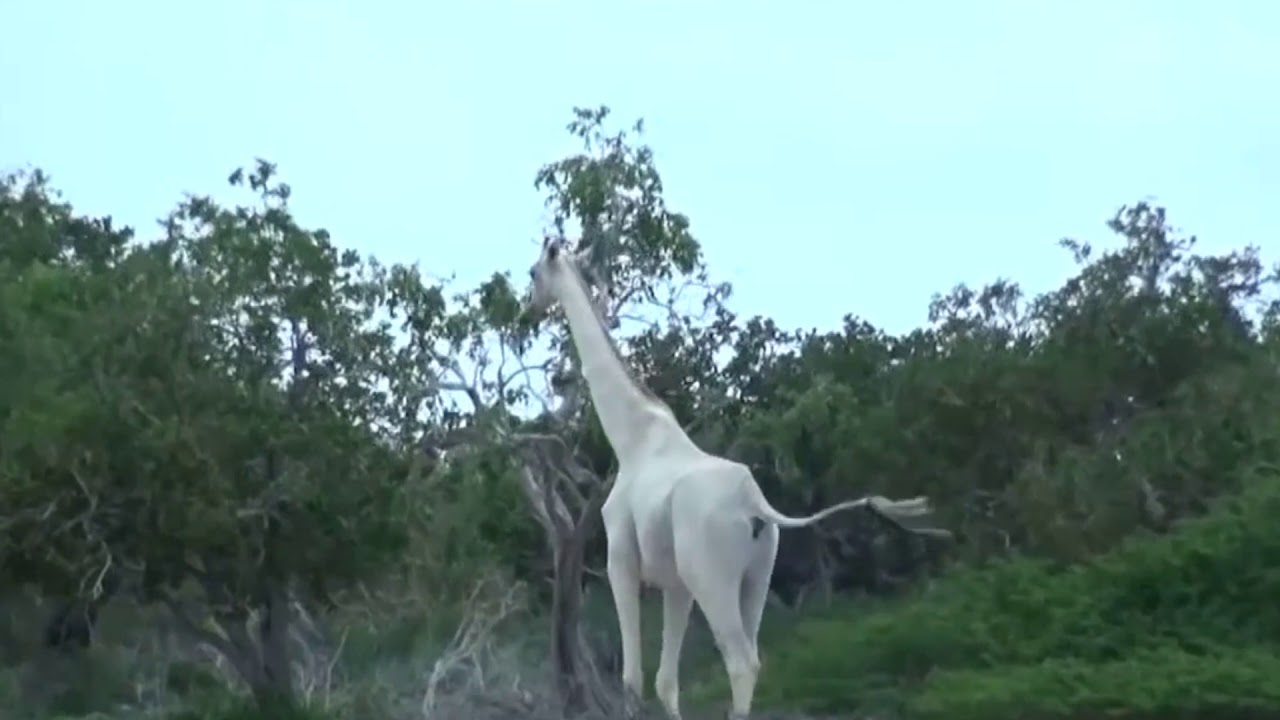The Only White Giraffe Killed - YouTube