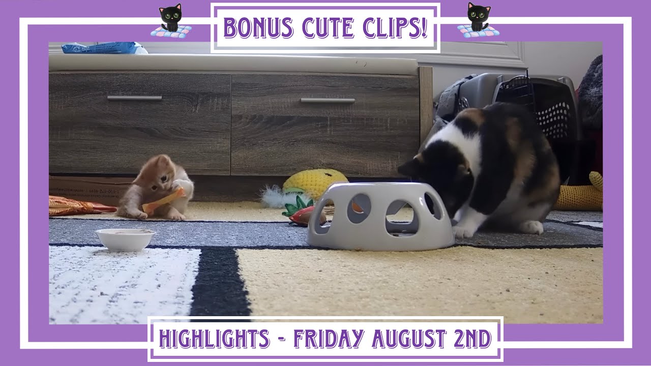 Highlights - Friday August 2nd - Bonus Cute Clips! - YouTube