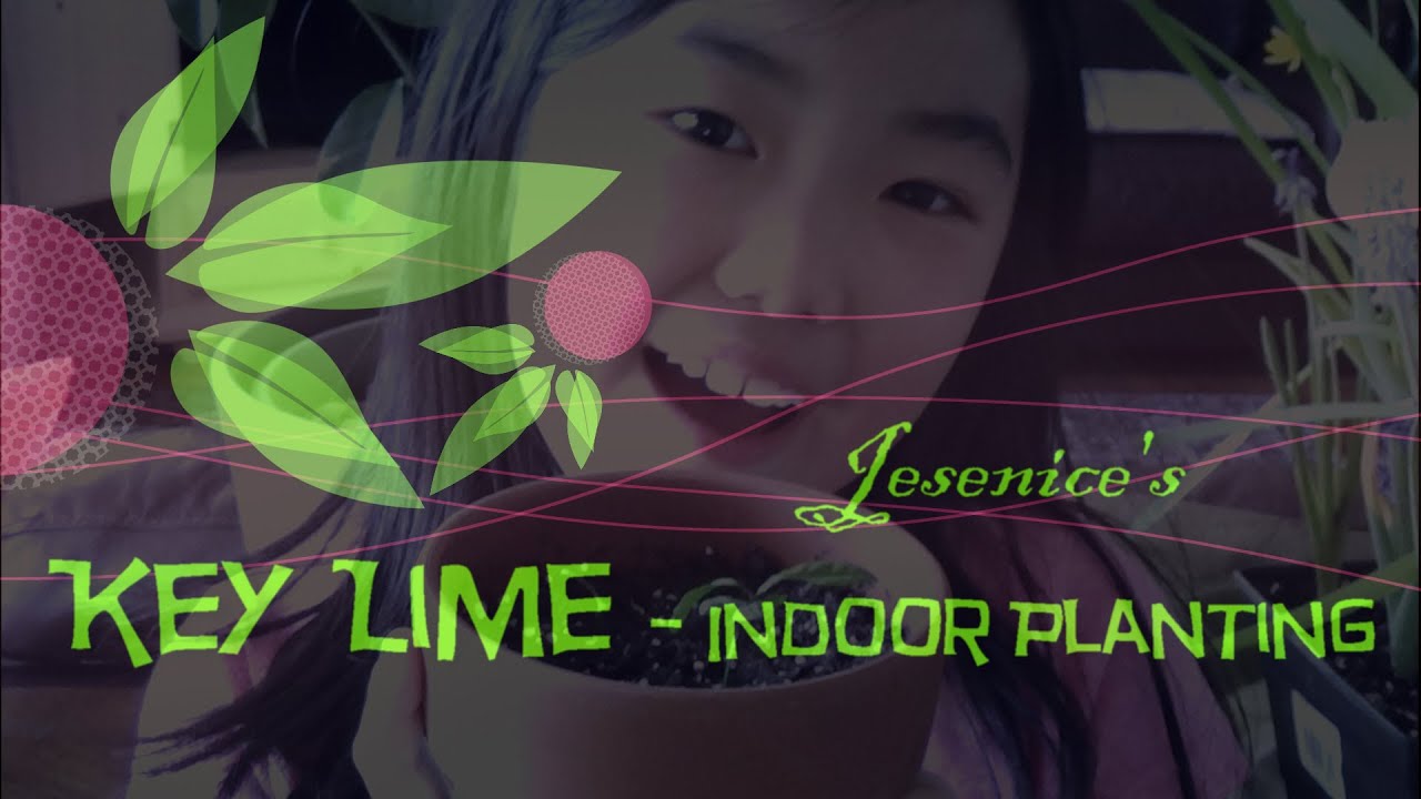 Growing Key Limes Indoors from Seeds - Tutorial - YouTube