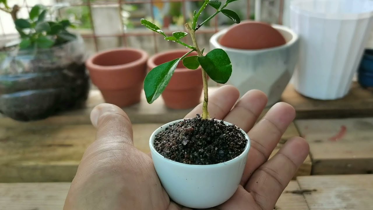 [bonsai diary] #54 Natural Bonsai Kamuning Tree #teacupbonsai - YouTube