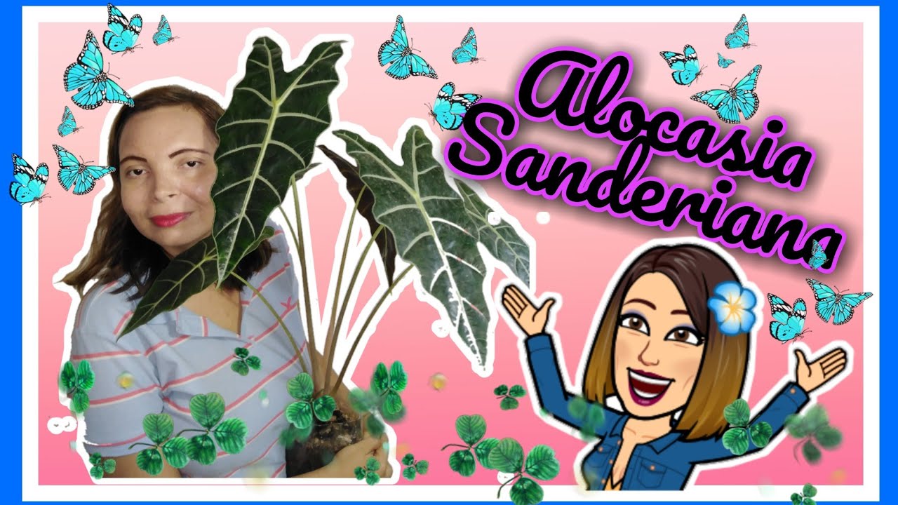 Como Cuidar La Planta Alocasia Sanderiana 🌱Cara de Caballo O Planta ...