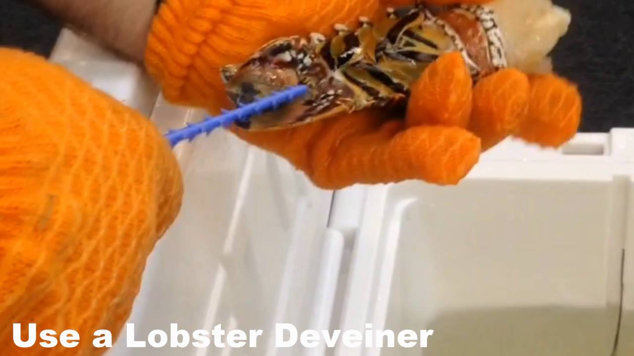 D Vein Company | How to Clean Lobster - YouTube