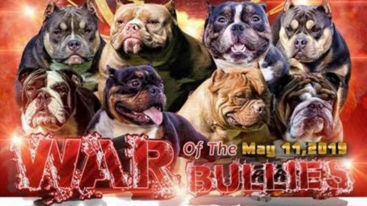 AMERICAN BULLY DOG SHOW MAY 11TH MADERA,CALI BRCGLOBAL - YouTube