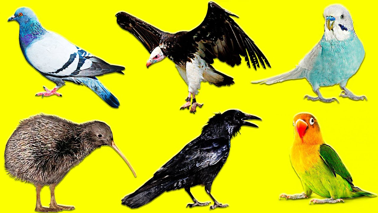 Learn Birds Learn Names And Sounds Of Birds For Kids In English 2 learn-birds-learn-names-and-sounds-of-birds-for-kids-in-english-2