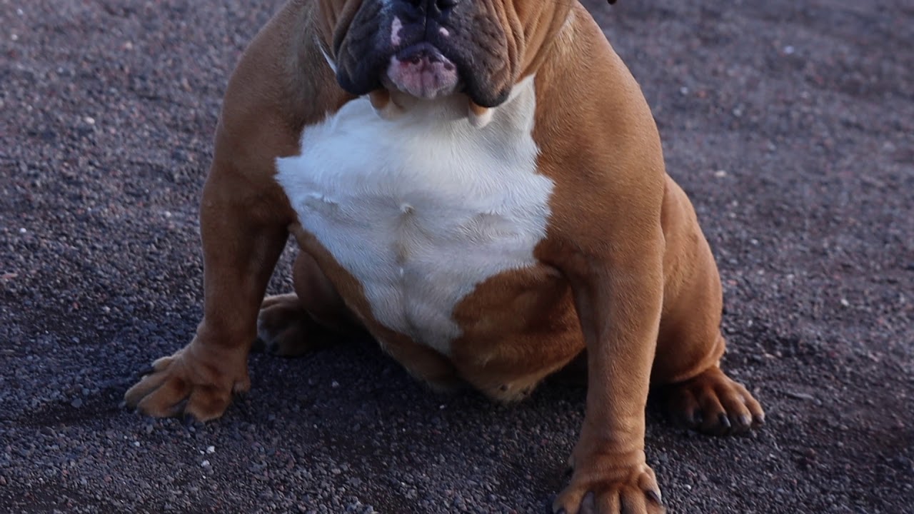 Bully Unit Hawaii- Stacked Female With The Right Looks - YouTube