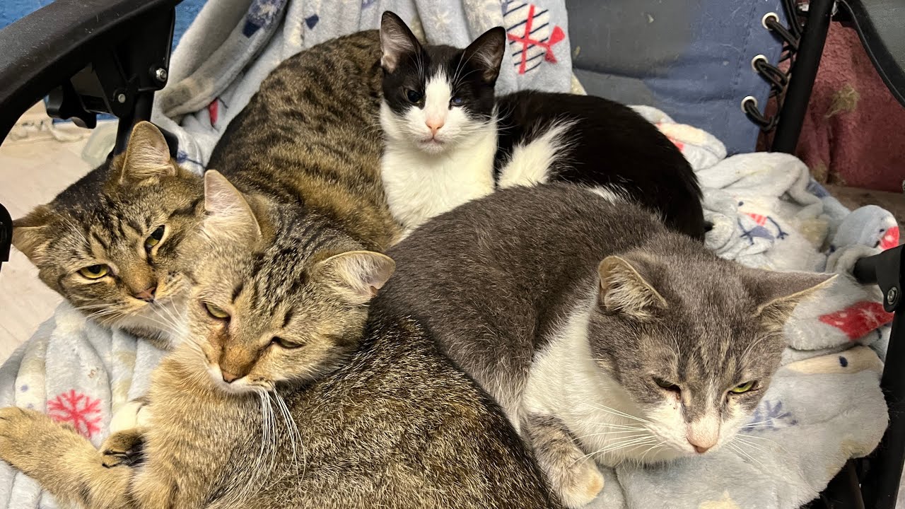 Friday 20 cats is cute live stream - YouTube