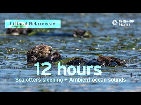 12 Hours Of Sea Otters Sleeping In Monterey Bay | Ambient Ocean Sounds | Littoral Relaxocean
