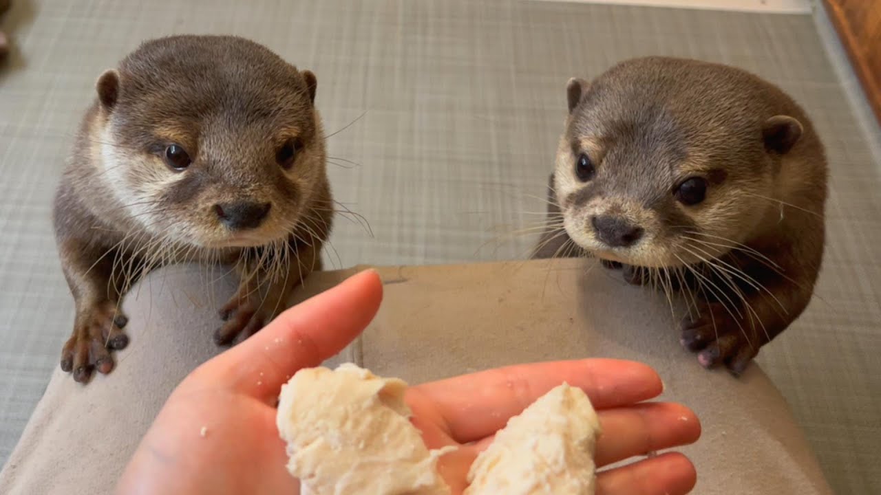 もしかして天才…！？「待て」ができるカワウソ。Maybe a genius...!? An otter that can "wait ...