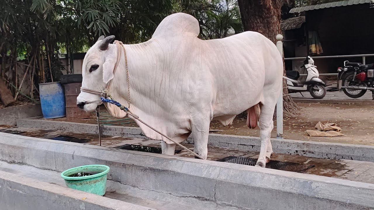 DVR Memorial subjunior bull's kanuru - YouTube