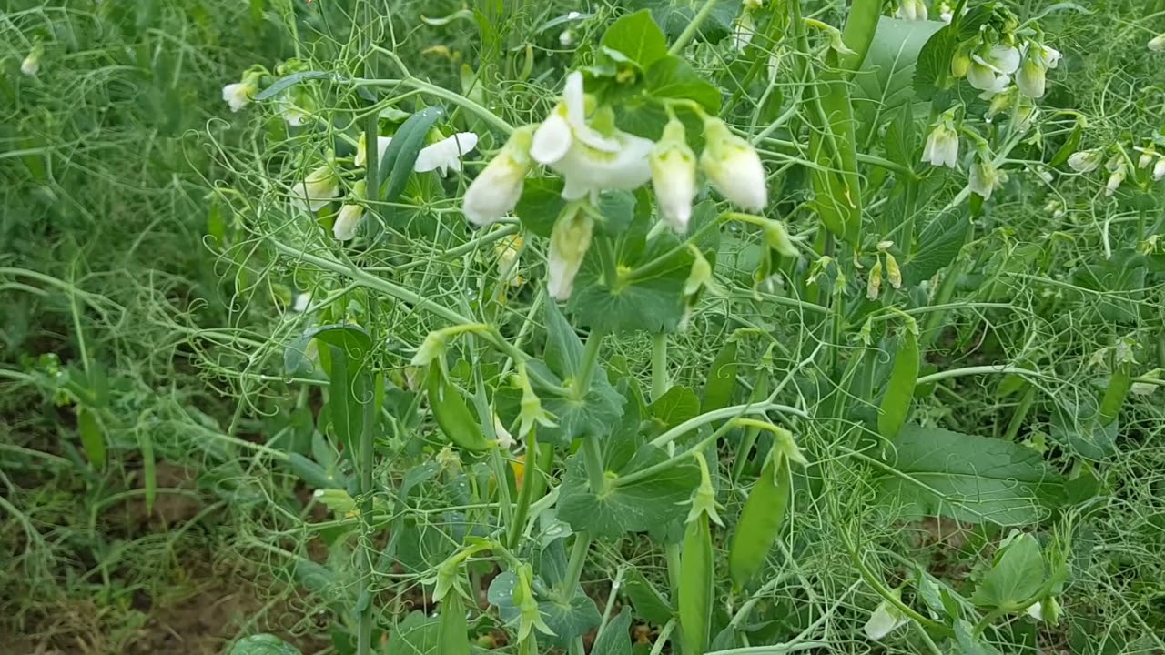 How to Grow Pea Plant | Growing Matar | मटर की खेती - YouTube