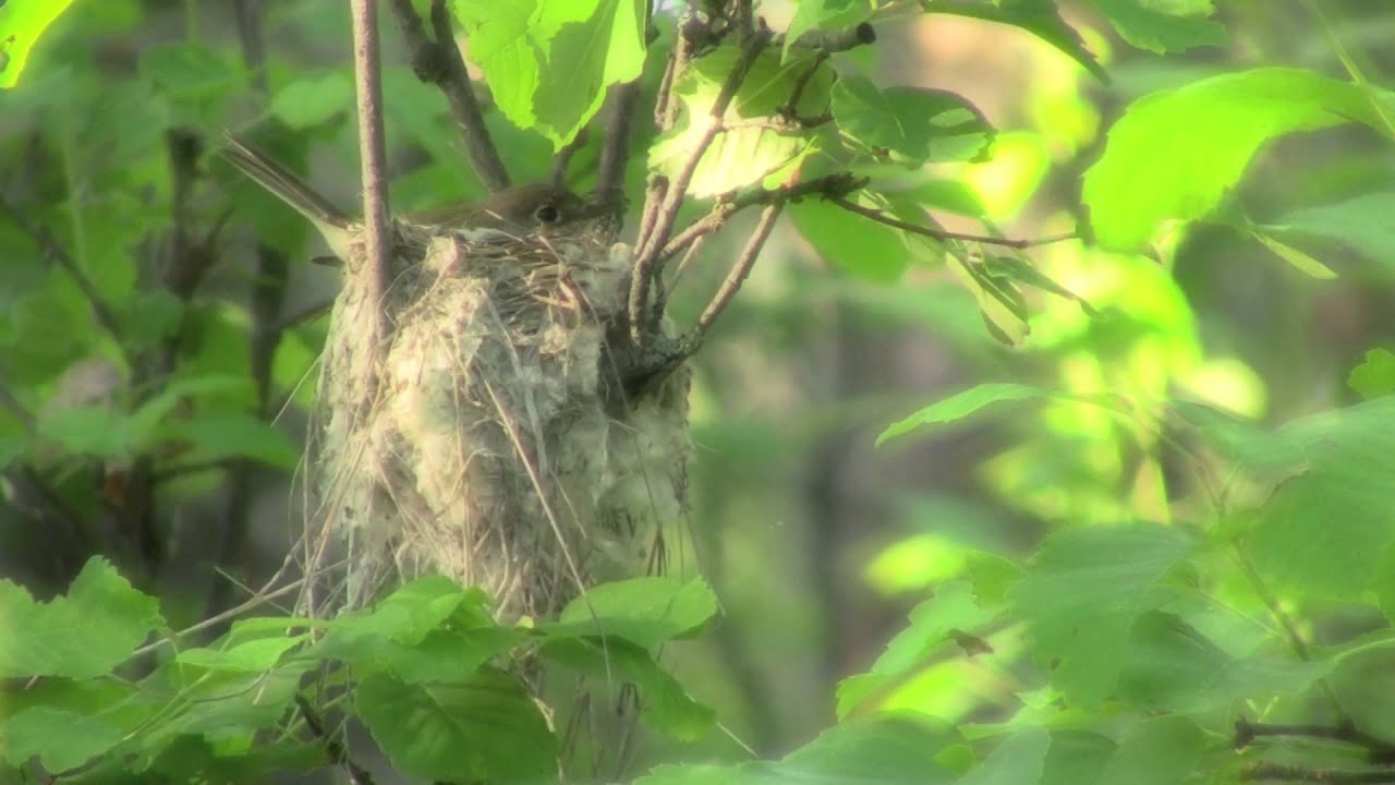 Pull Focus Effect - YouTube