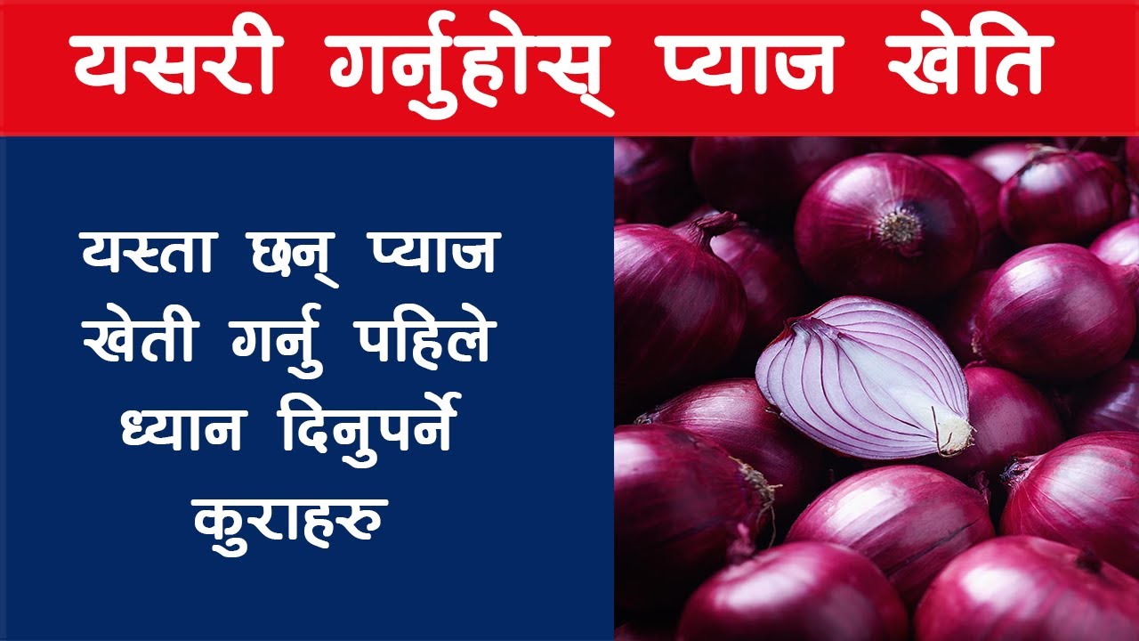 प्याज खेति कसरी गर्ने ? || Krishi Sandesh About Onion Farming in Nepal ...