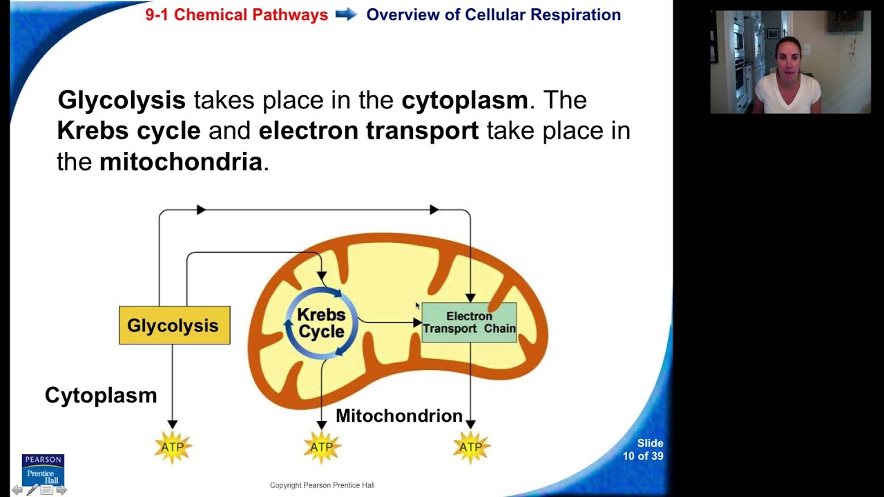 9-1: Chemical Pathways - YouTube