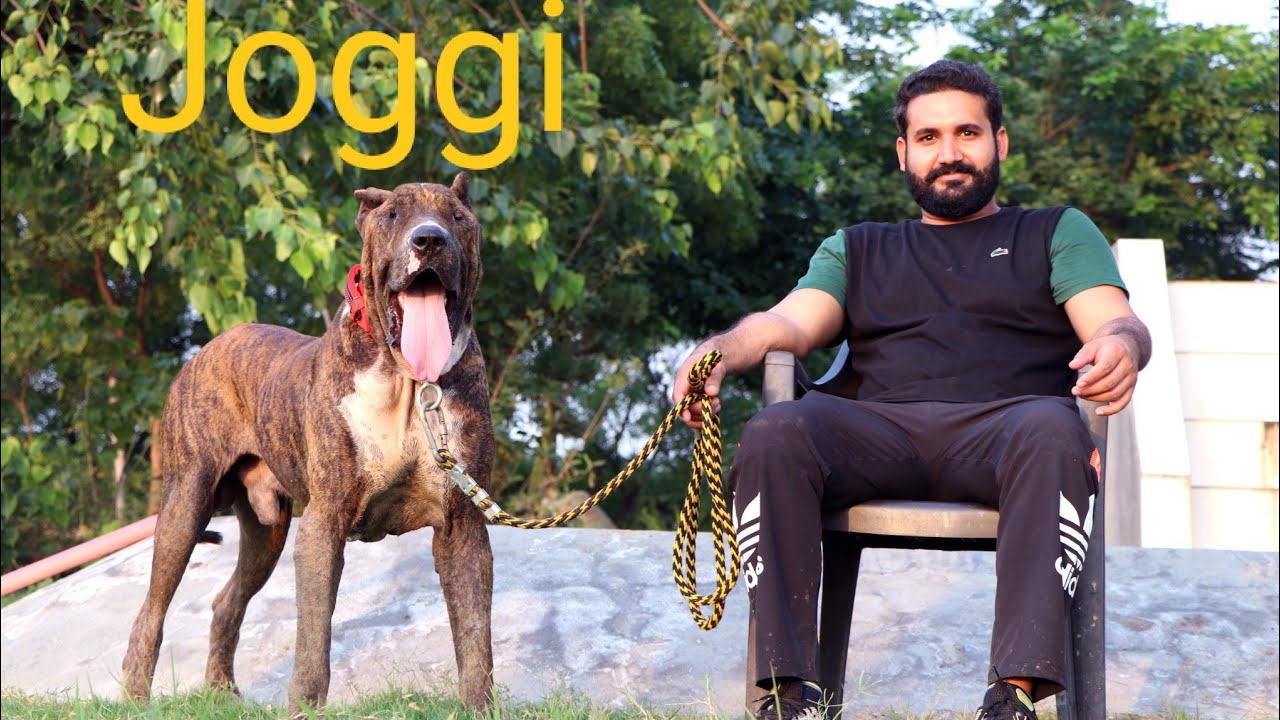 Joggi@ Bully dog's in India .Born with world best blood. Ultimate dog ...