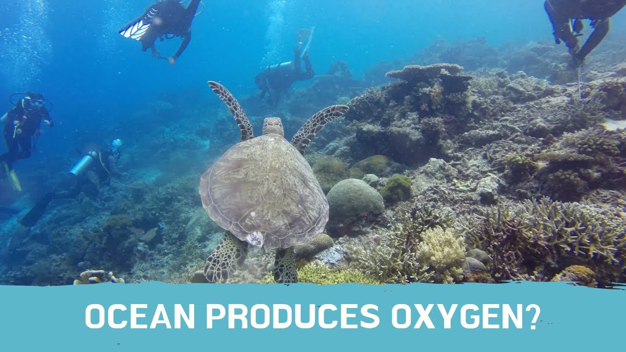 The Majority of Earth’s Oxygen Is Produced by Oceans 😯🌊 - YouTube