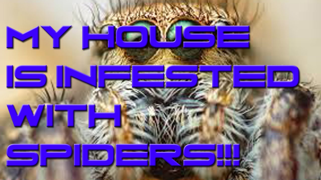 MY HOUSE IS INFESTED WITH SPIDERS!!!!! - YouTube