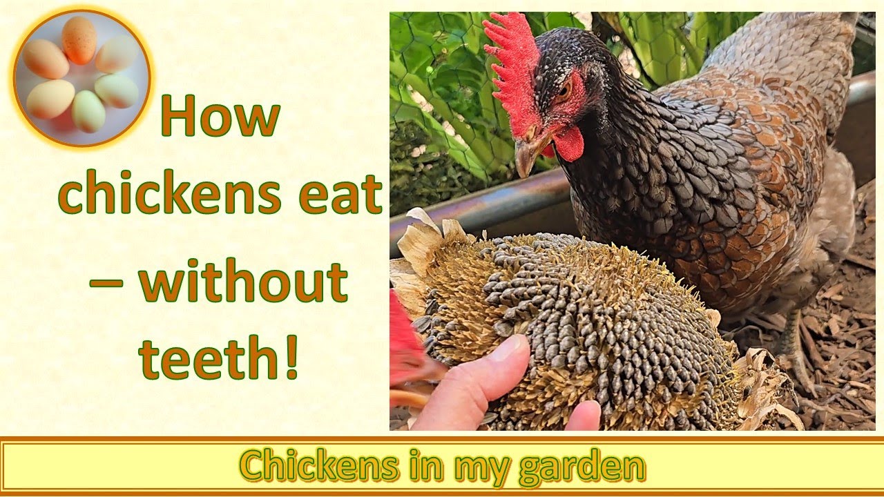 How chickens eat - their digestive system explained - YouTube