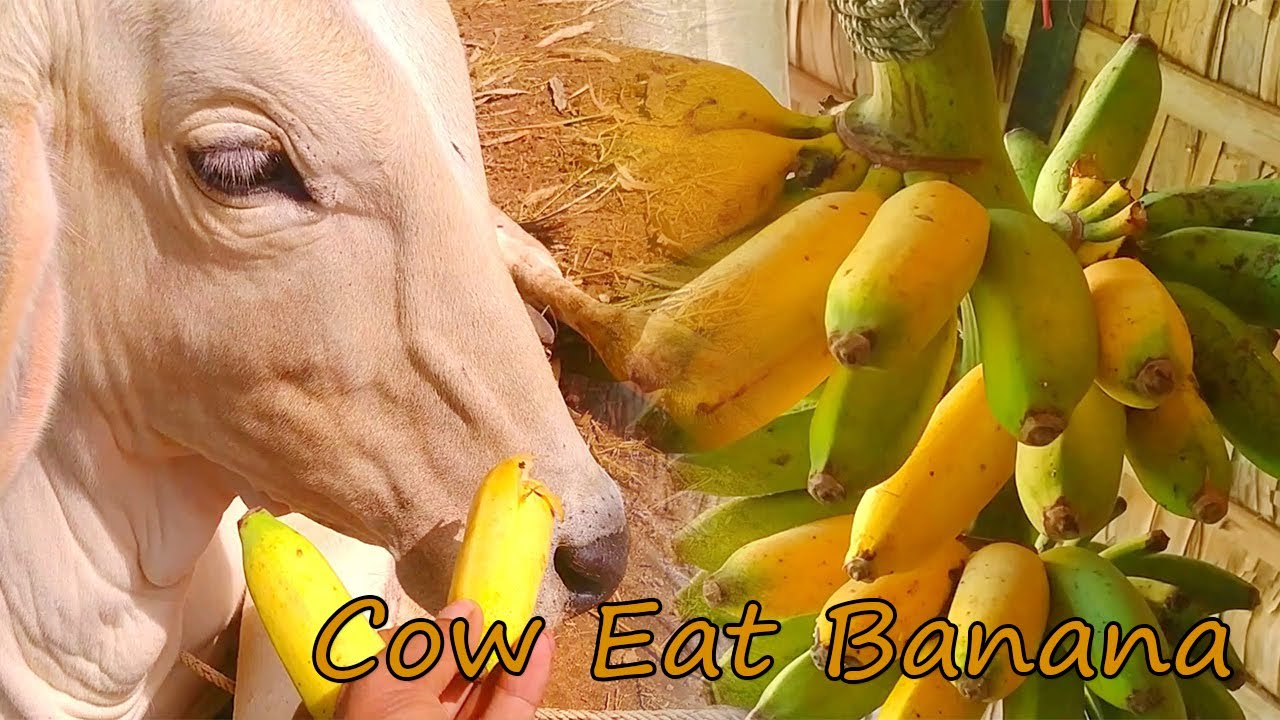 Cow eat Banana | cow videos 2024 - YouTube