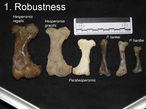 Diving Birds in the Prairies: Late Cretaceous Hesperornithiformes - YouTube