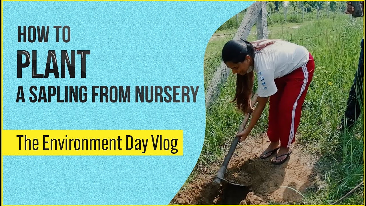 How to plant a sapling from nursery | The Environment Day Vlog ...