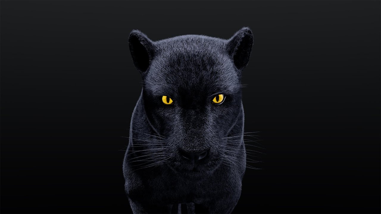 Panther Cinematic Animation - YouTube