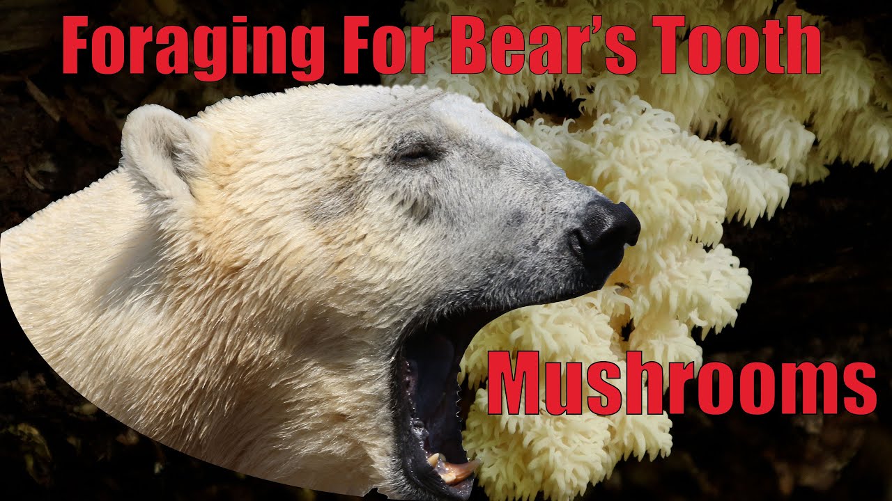 Foraging For Bear's Tooth Mushrooms - Hericium americanum - YouTube