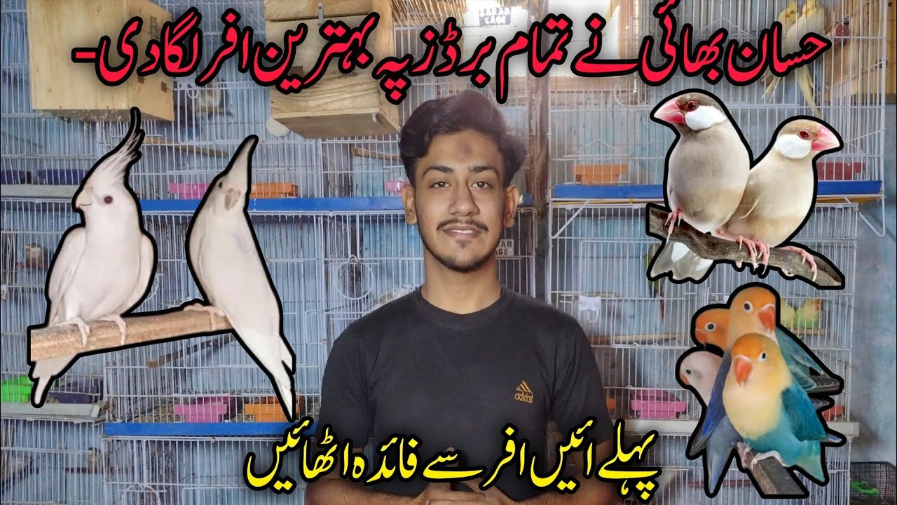 Visit Hassan Bhai Birds Aviary | Conure, Cream Cocktail, Parblue Pale ...