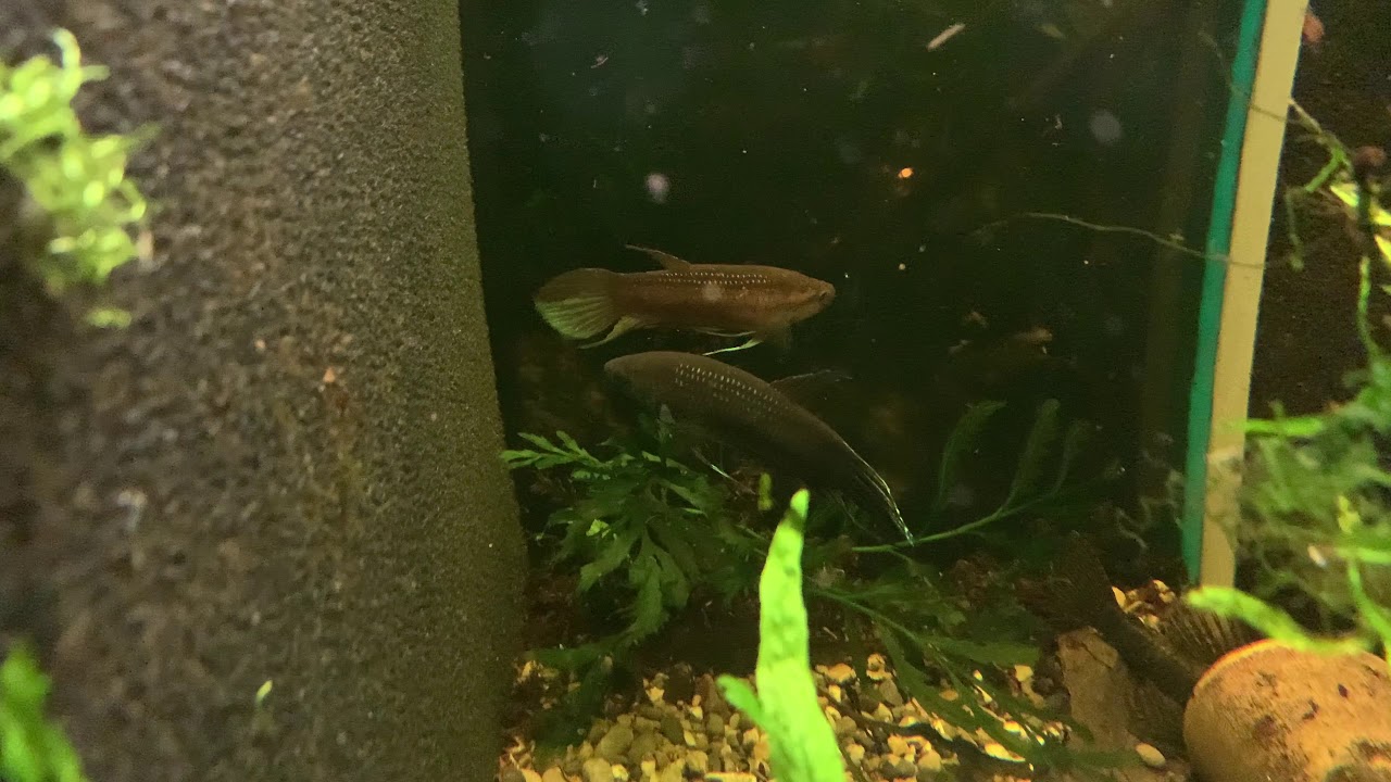 Betta cracens Zuchtpaar - YouTube