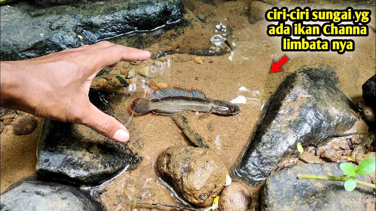 ciri ciri sungai yang ada channa nya - YouTube