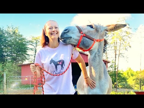 Training Donkeys: Gucci! Untouchable to Lovable {rescue donkey update ...