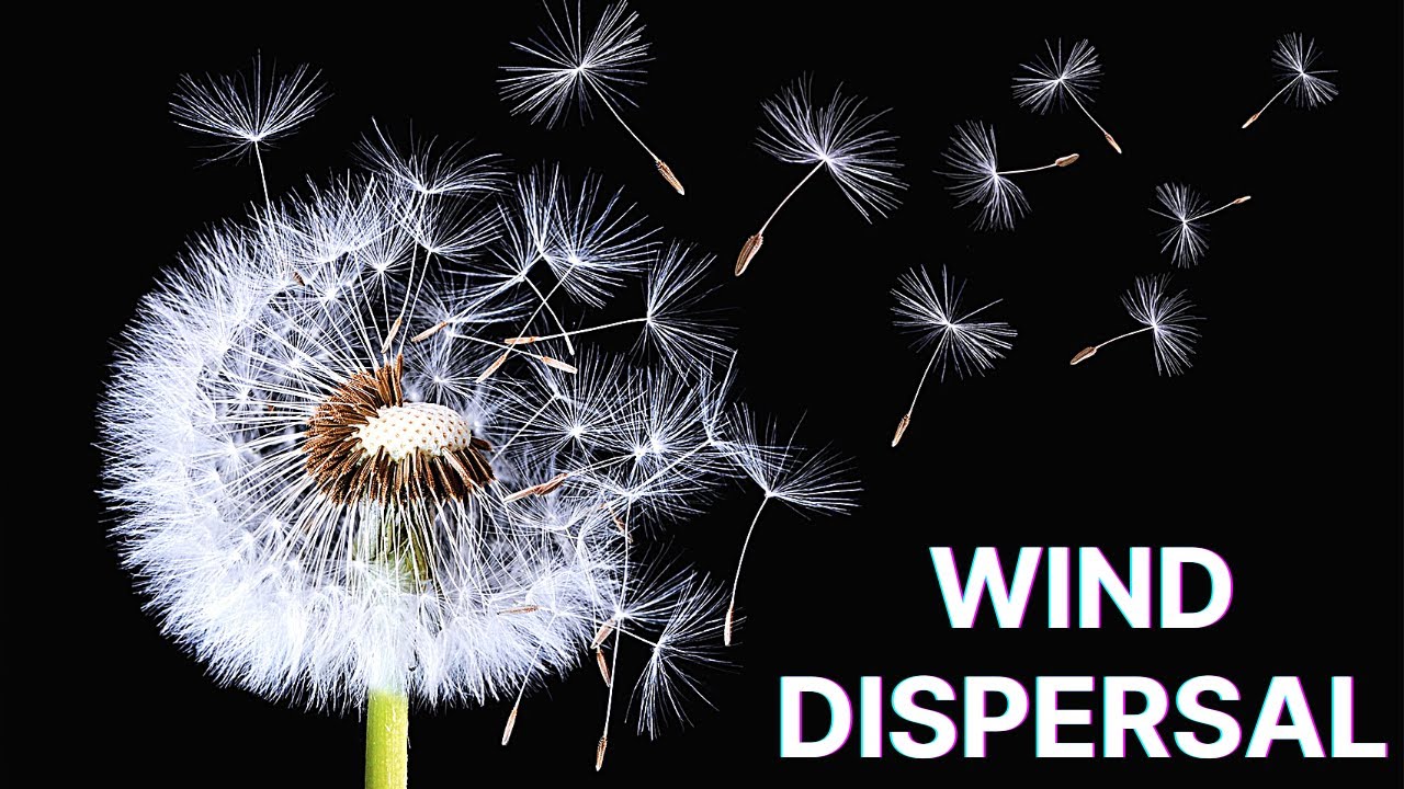 Dandelion Flower | Wind Dispersal of Seeds - YouTube
