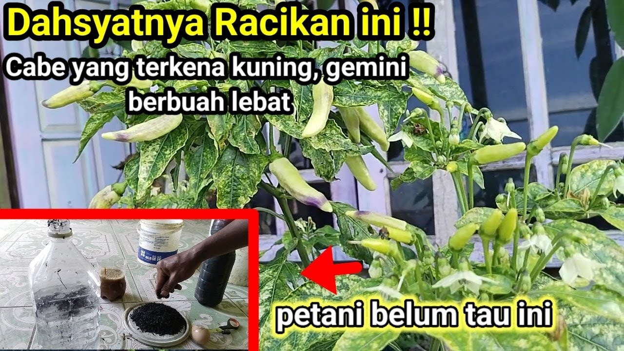Dahsyatnya Racikan ini !! Cara Mengatasi Cabe Kuning / Virus gemini ...