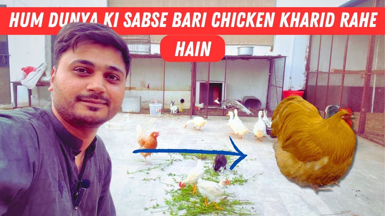 Hum Worlds Largest Hen Kharid Rahe Hain | Largest Hen in the world - YouTube