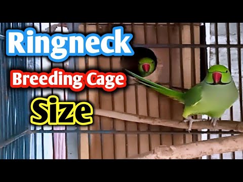 What is the breeding cage size of a ring neck parrot|Ringneck breeding ...