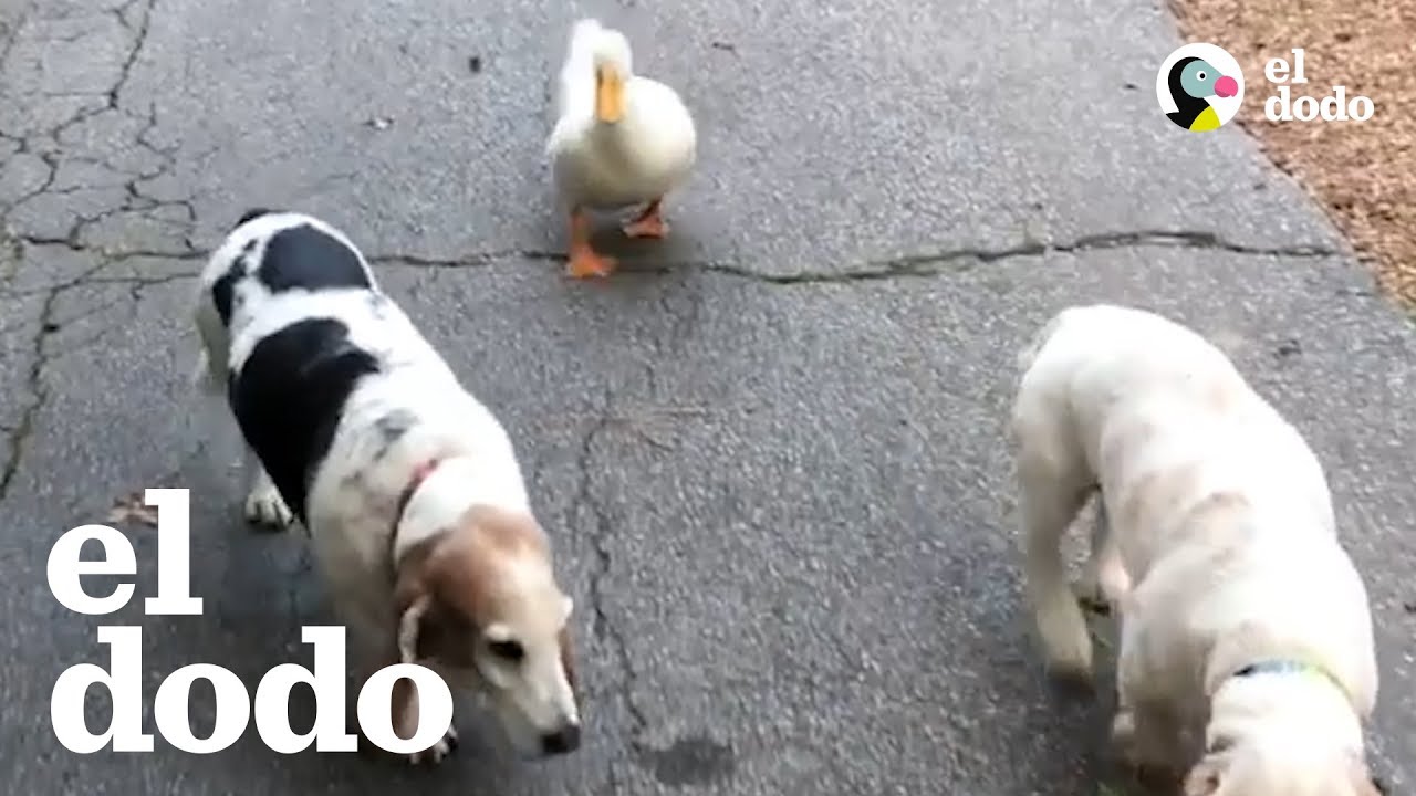 Pato rescatado haría lo que sea por ser perro | El Dodo - YouTube