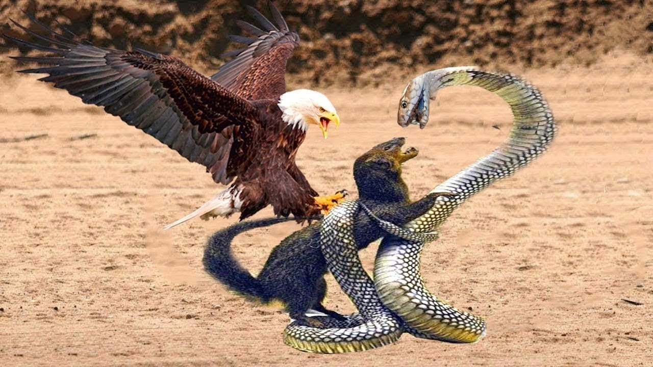 Aceste Lupte INCREDIBILE Intre Animale au fost Surprinse de Camera ...