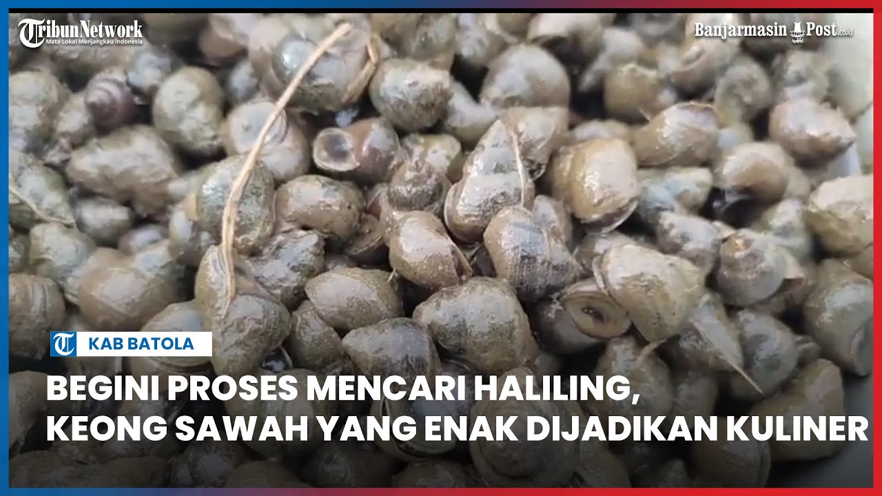 Begini Proses Mencari Haliling, Keong Sawah yang Enak Dijadikan Kuliner ...