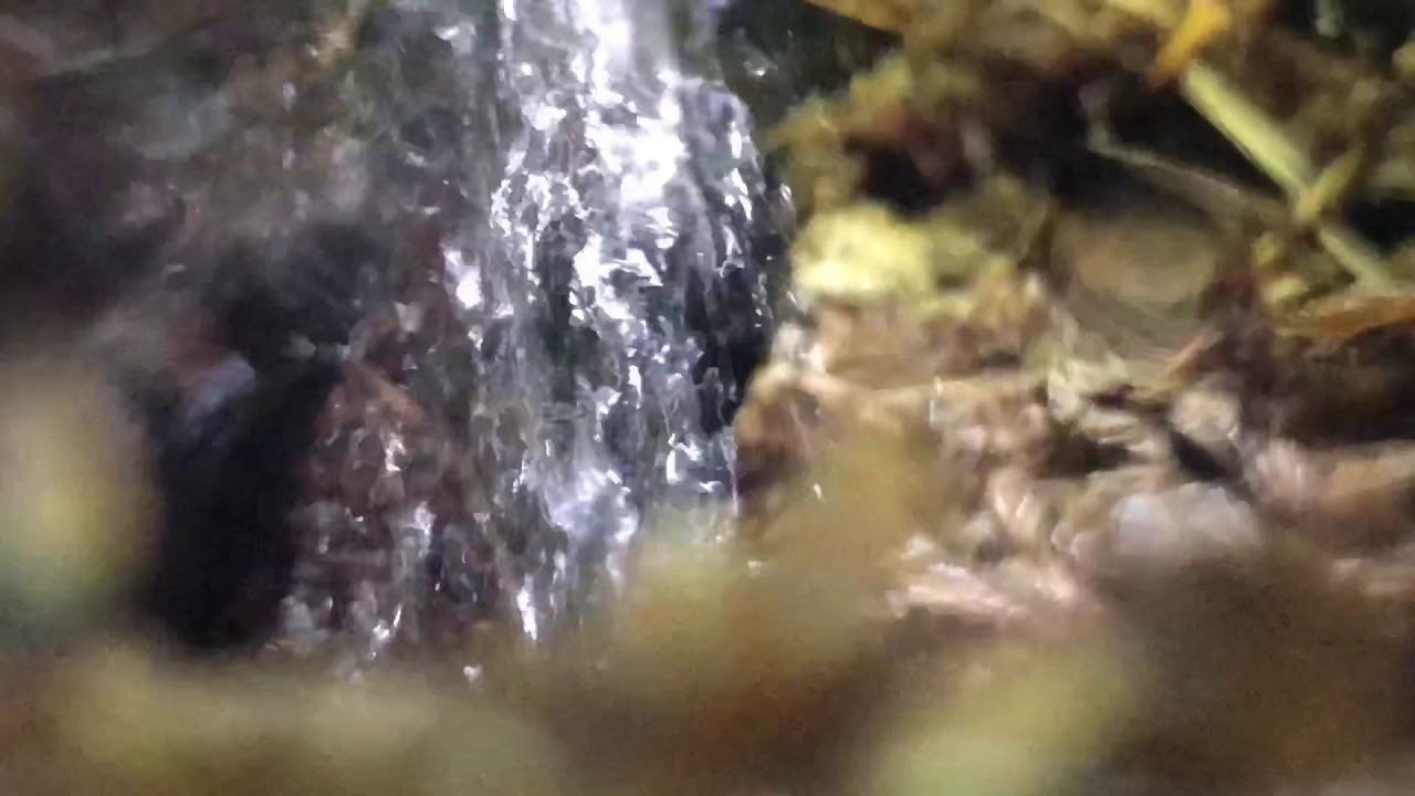 We rebuilt our mourning gecko and dart frog tank ☺️ - YouTube